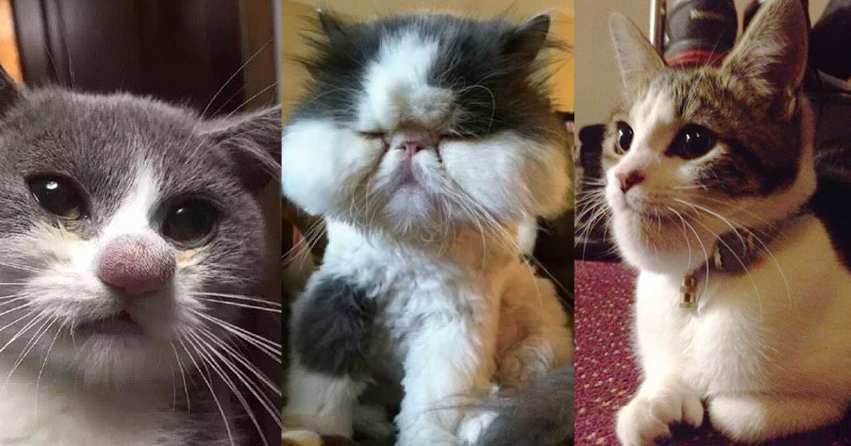 20 Cats That Never Learned To Leave Wasps Alone