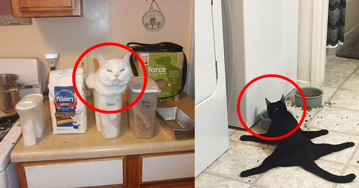 25 Hysterical Photos That Demonstrate Cat Logic At Its Finest